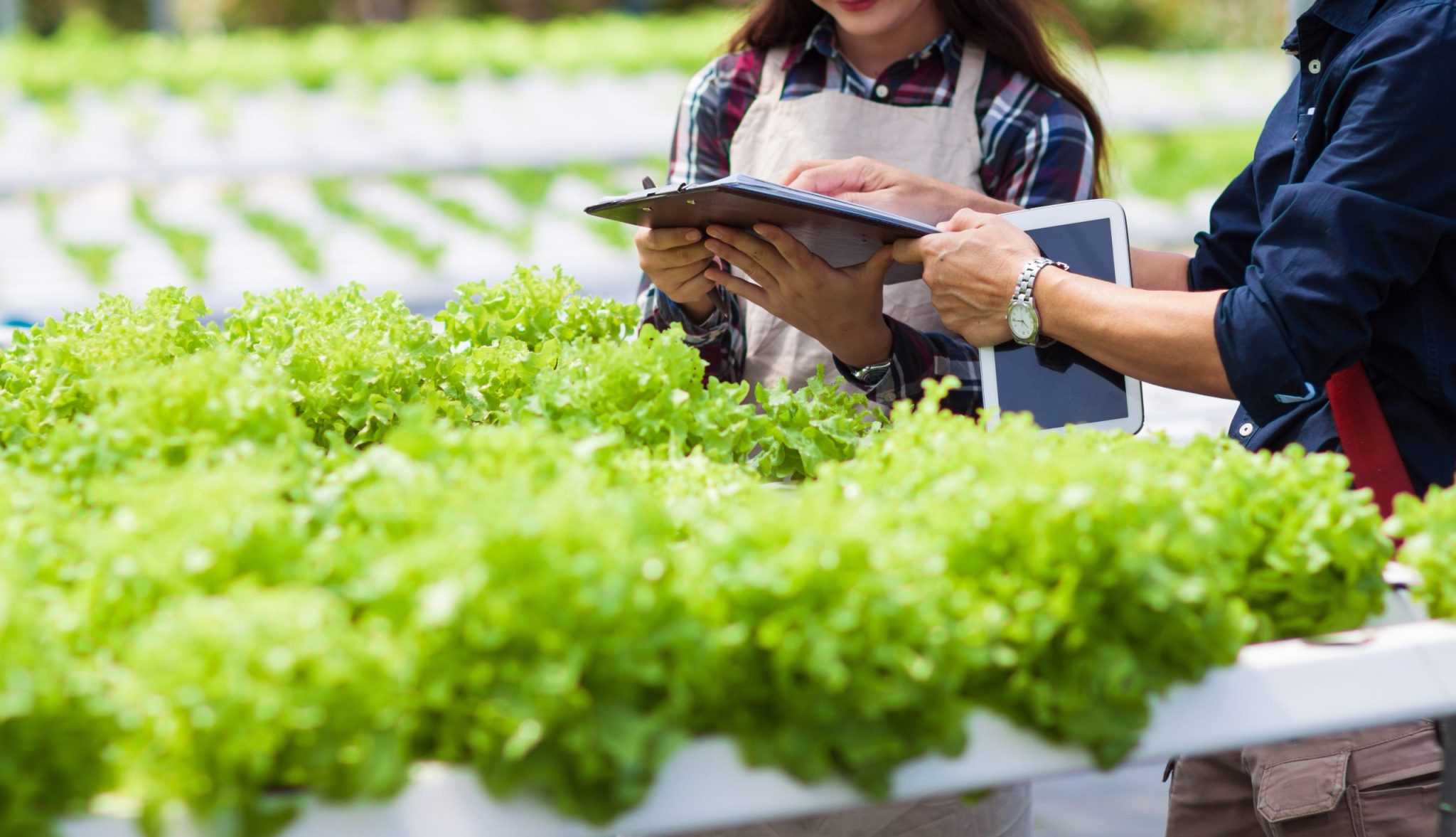11 Game-Changing Ways to Grow Food Without Traditional Soil - FarmstandApp