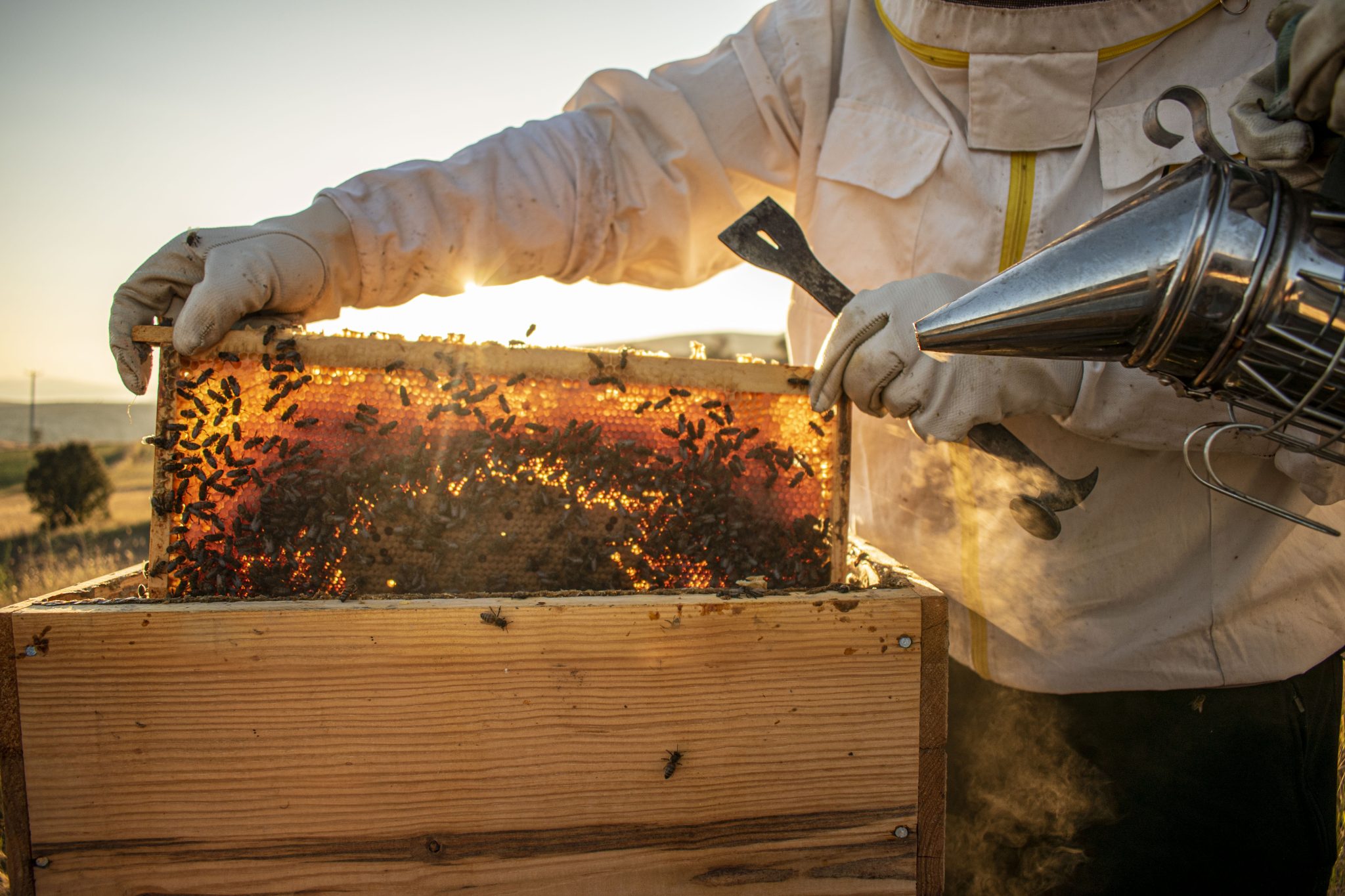 10 Modern Beekeeping Methods That Revolutionize Honey Production ...