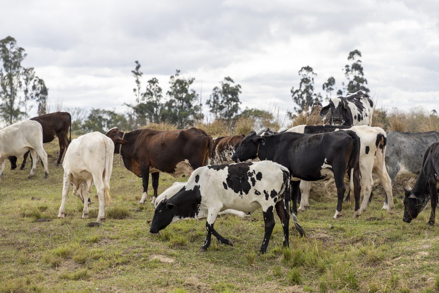 7 Most Profitable Cattle Breeds for Your Farm - FarmstandApp