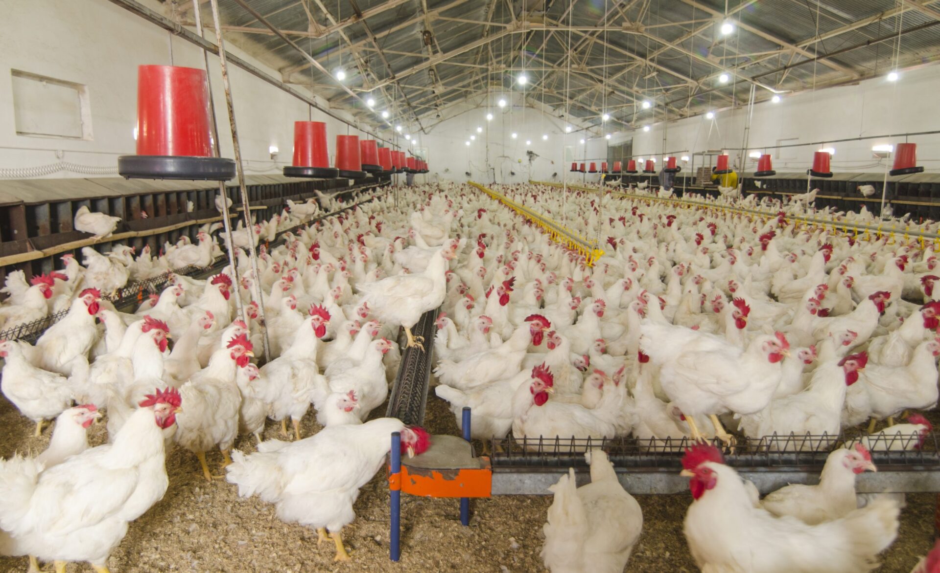 7 Top Poultry Farming Methods Ranked Best to Worst - FarmstandApp
