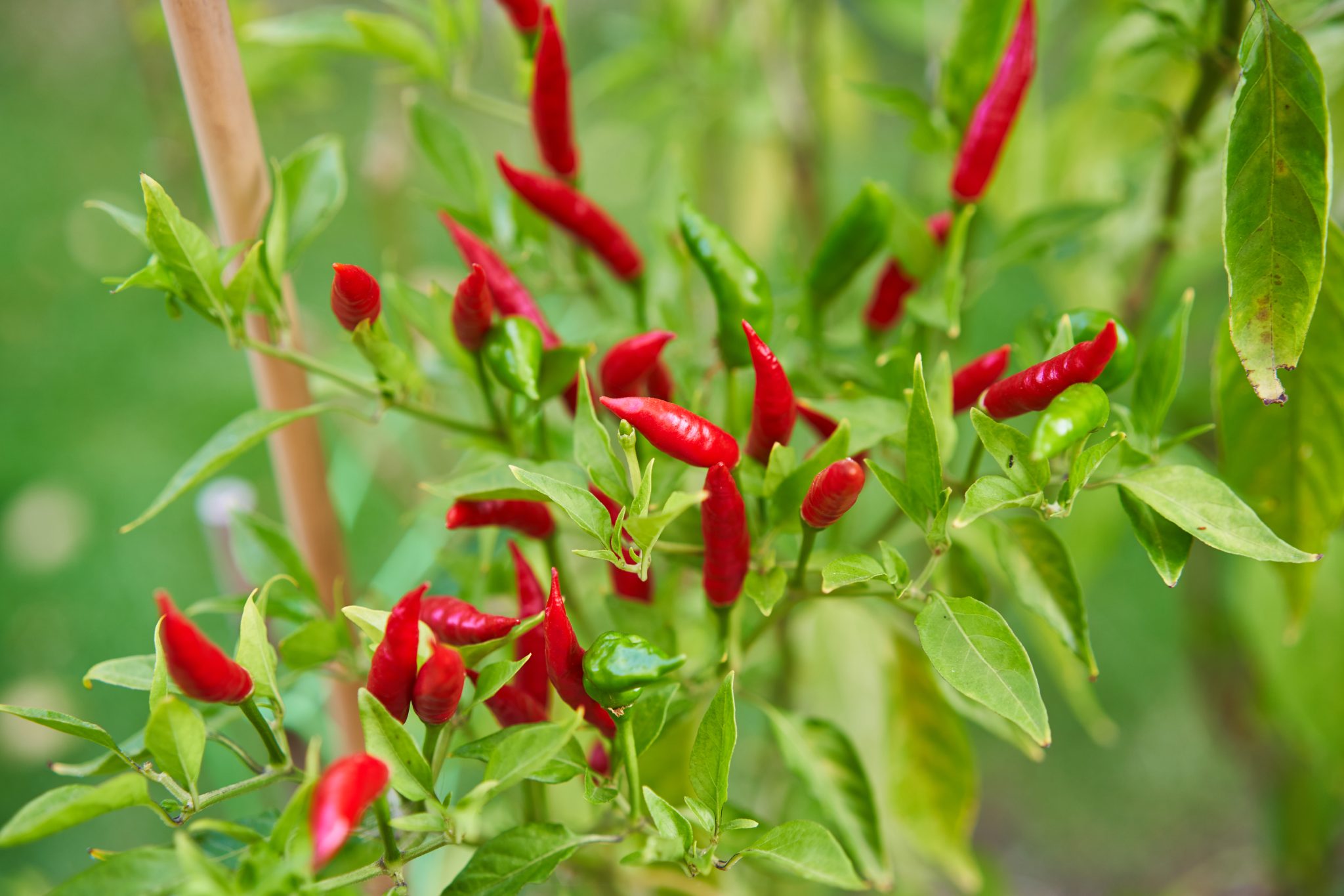 7 Top Profitable Crops for Your Market Garden - FarmstandApp