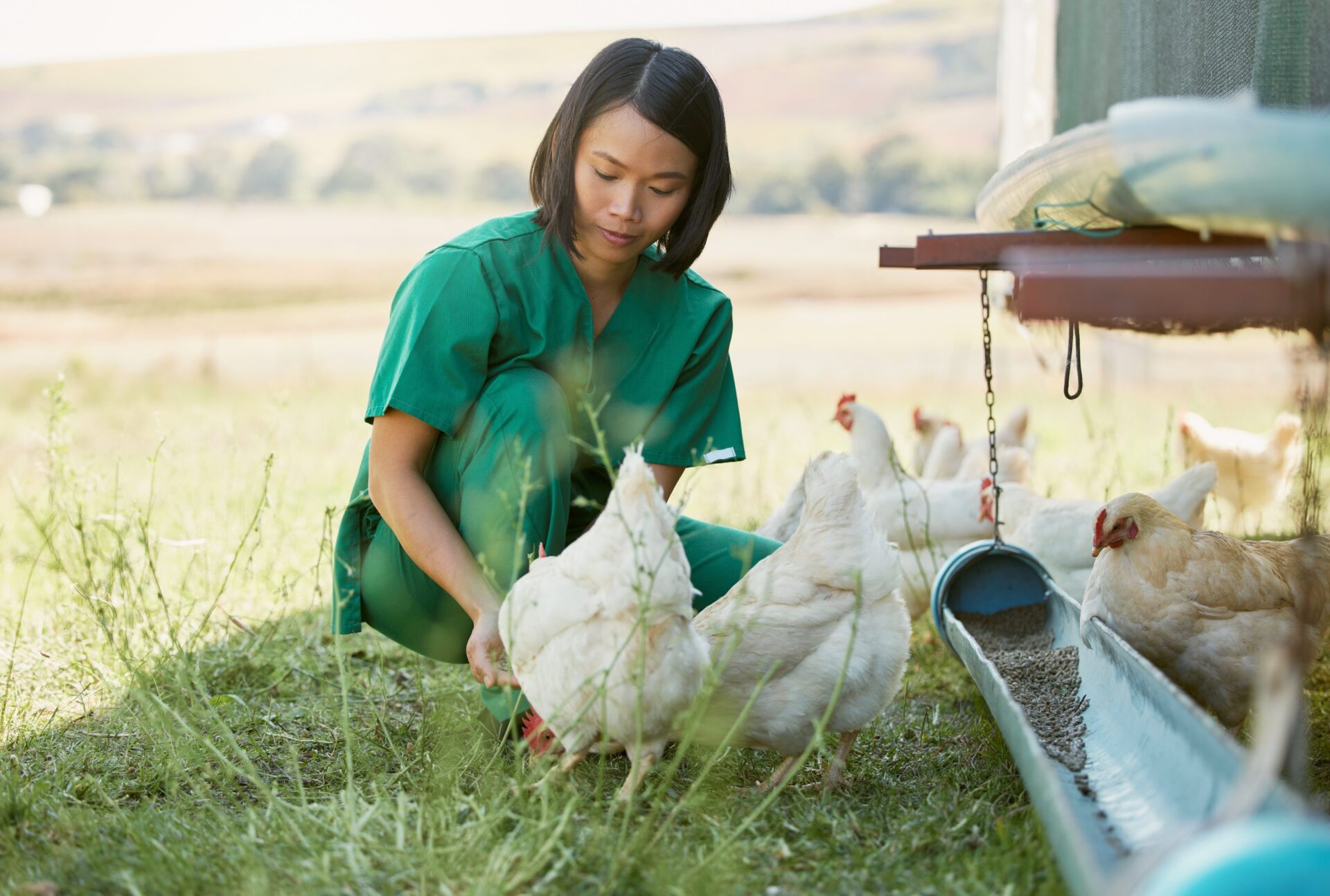 10 Essential Duties of Poultry Veterinarians: Complete Guide - FarmstandApp
