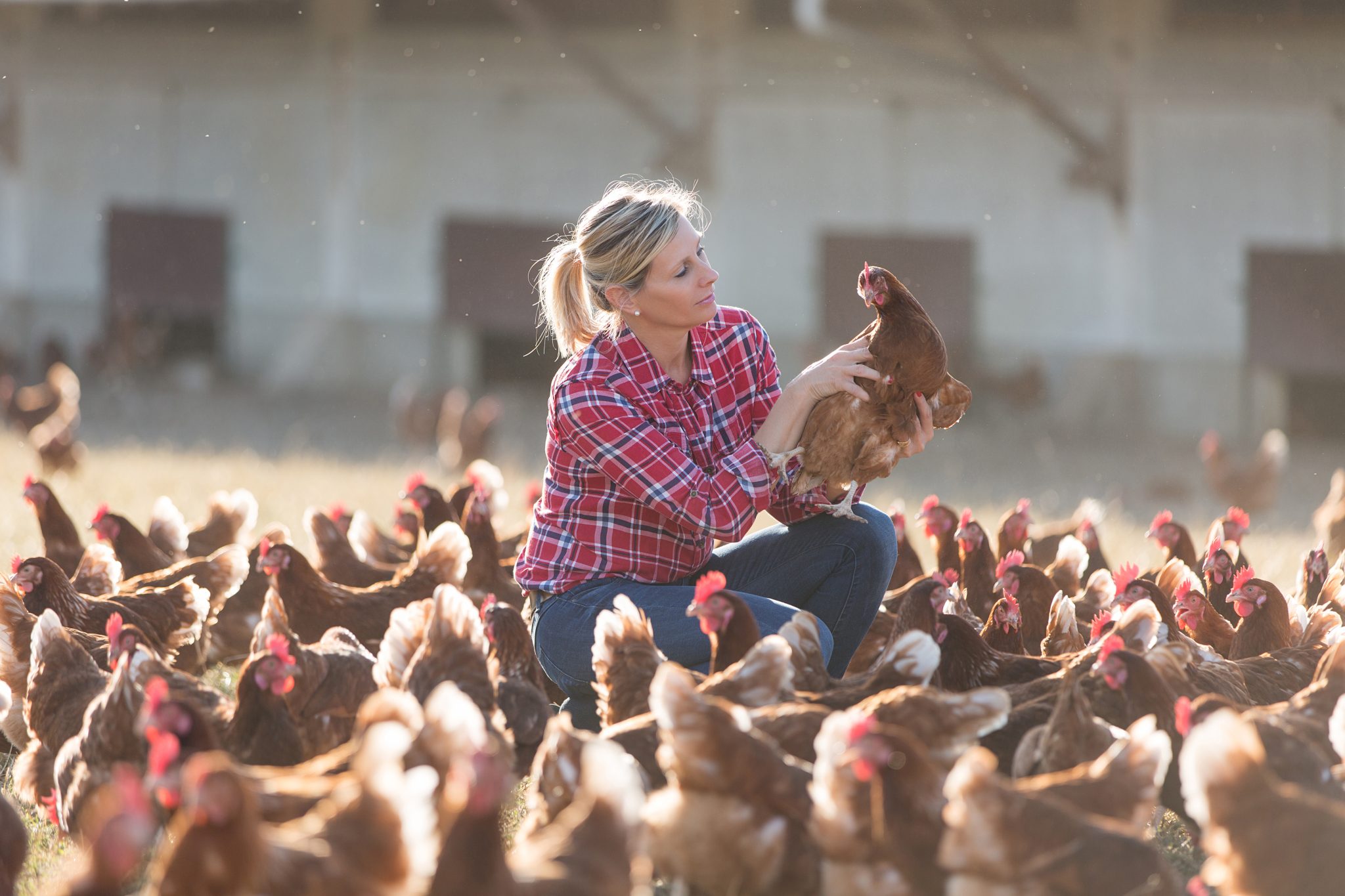 8 Essential Criteria for Selecting the Best Poultry: Expert Guide ...