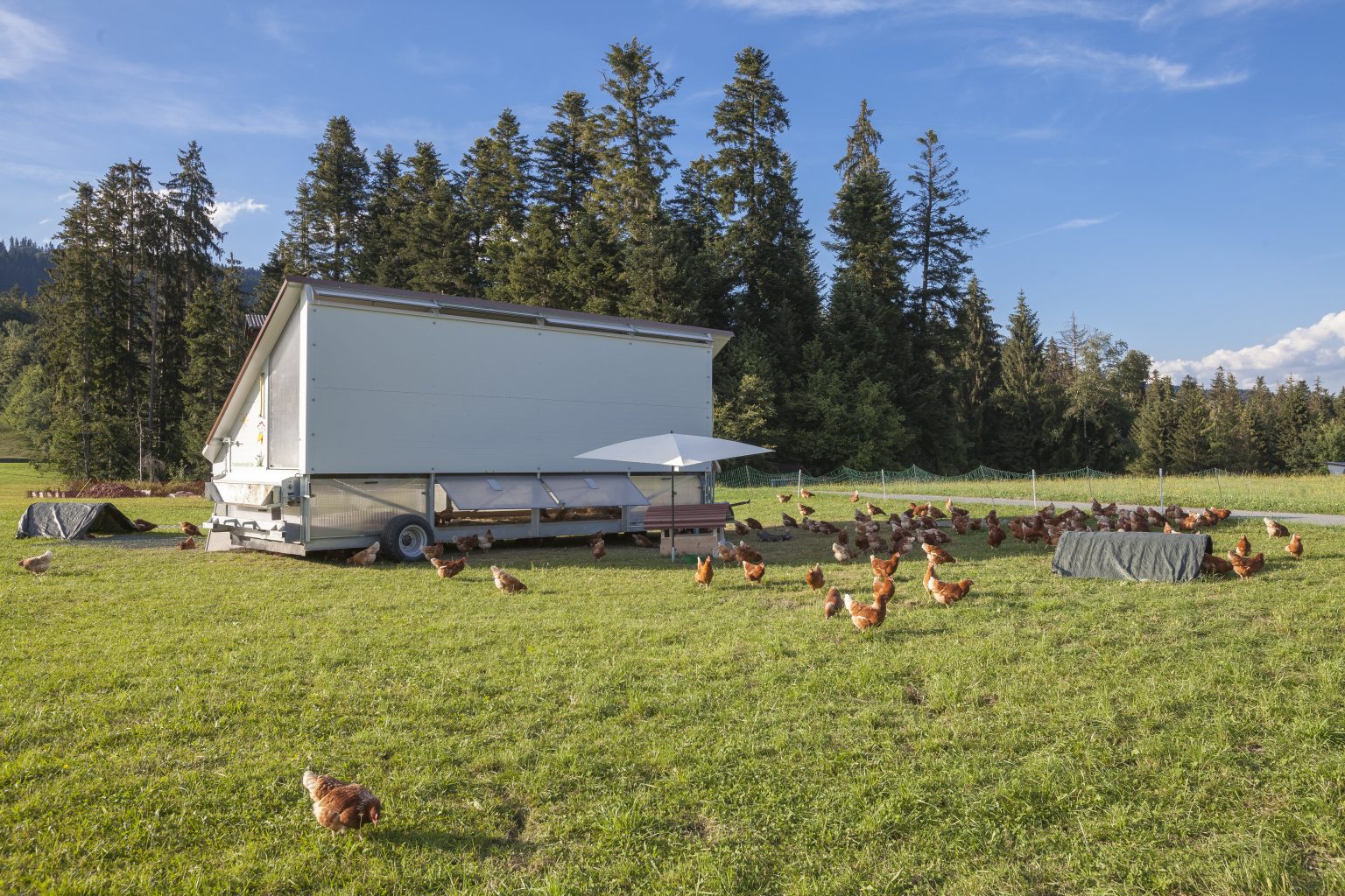 10 Standard Poultry House Dimensions for Maximum Farm Efficiency ...