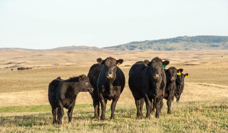 7 Most Profitable Cattle Breeds for Your Farm - FarmstandApp