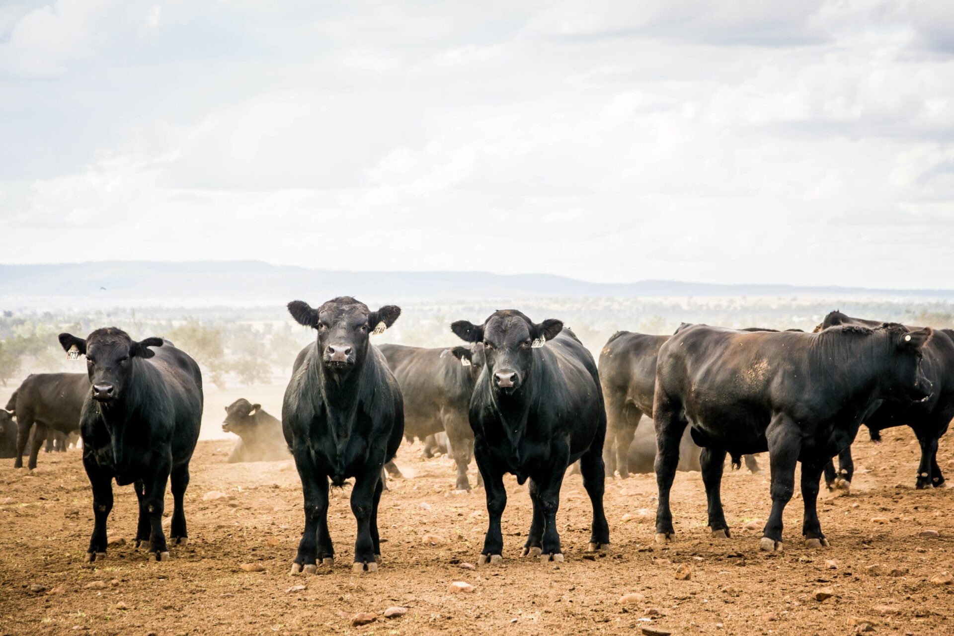 Top 5 Most Profitable Cattle Breeds for Ranchers - FarmstandApp
