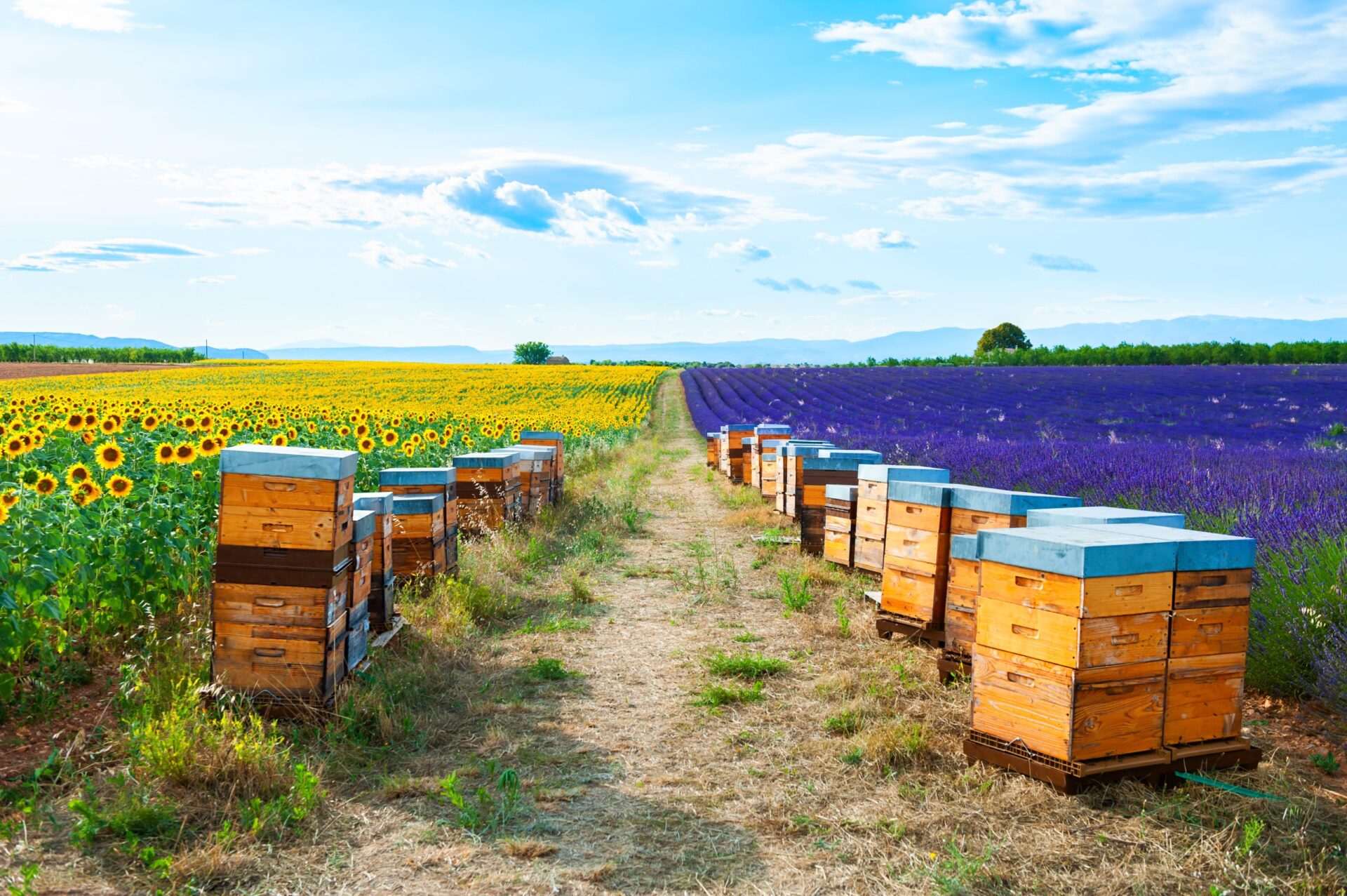 10 Modern Beekeeping Methods That Revolutionize Honey Production ...