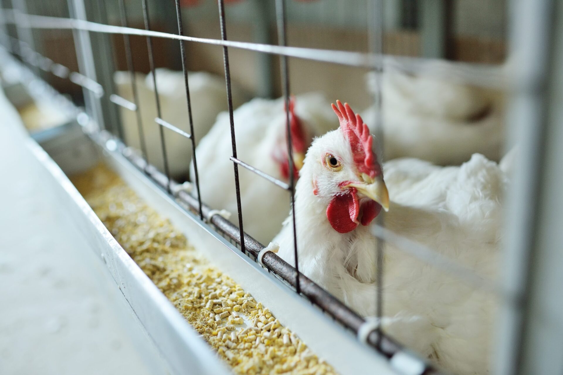 8 Essential Criteria for Selecting the Best Poultry: Expert Guide ...