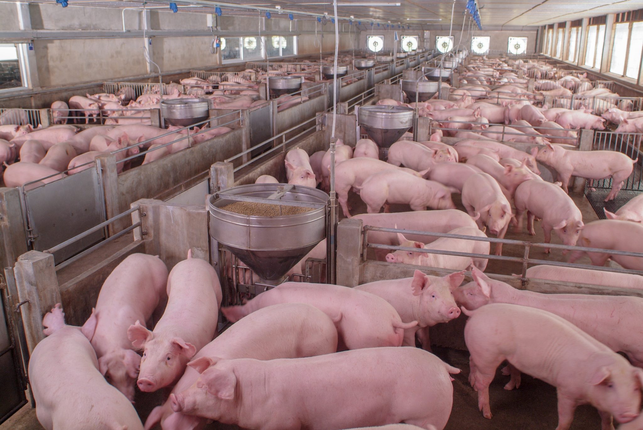 5 to 75 Pigs: The Perfect Number to Start a Pig Farm - FarmstandApp