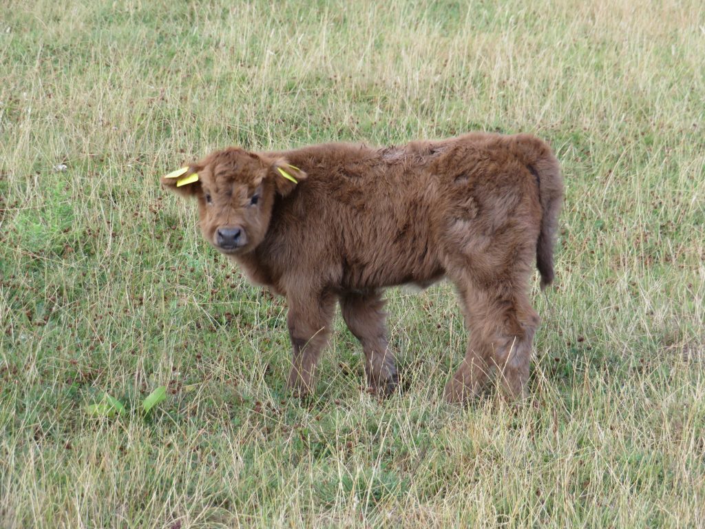 9 Essentials Miniature Cows Need for a Happy Life - FarmstandApp