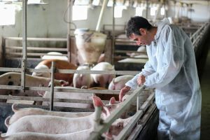 10 Essential Pig Farm Management Practices You Must Know Today ...