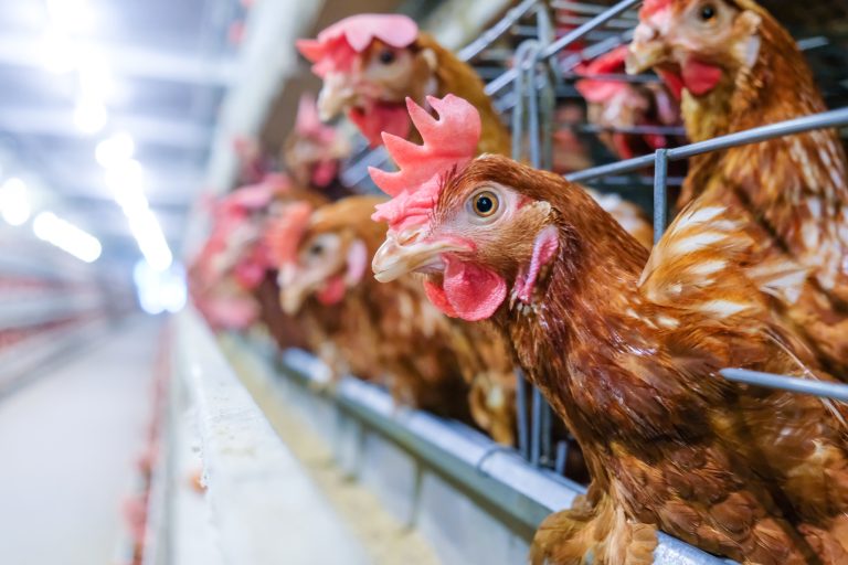 10 Standard Poultry House Dimensions for Maximum Farm Efficiency ...