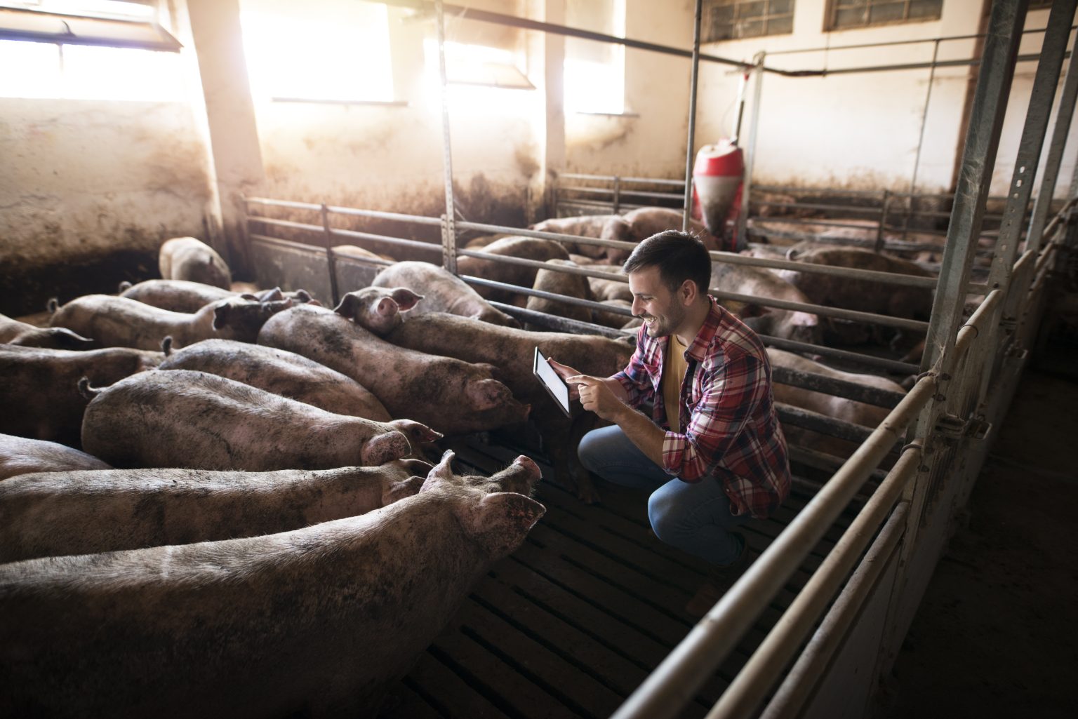 5 to 75 Pigs: The Perfect Number to Start a Pig Farm - FarmstandApp