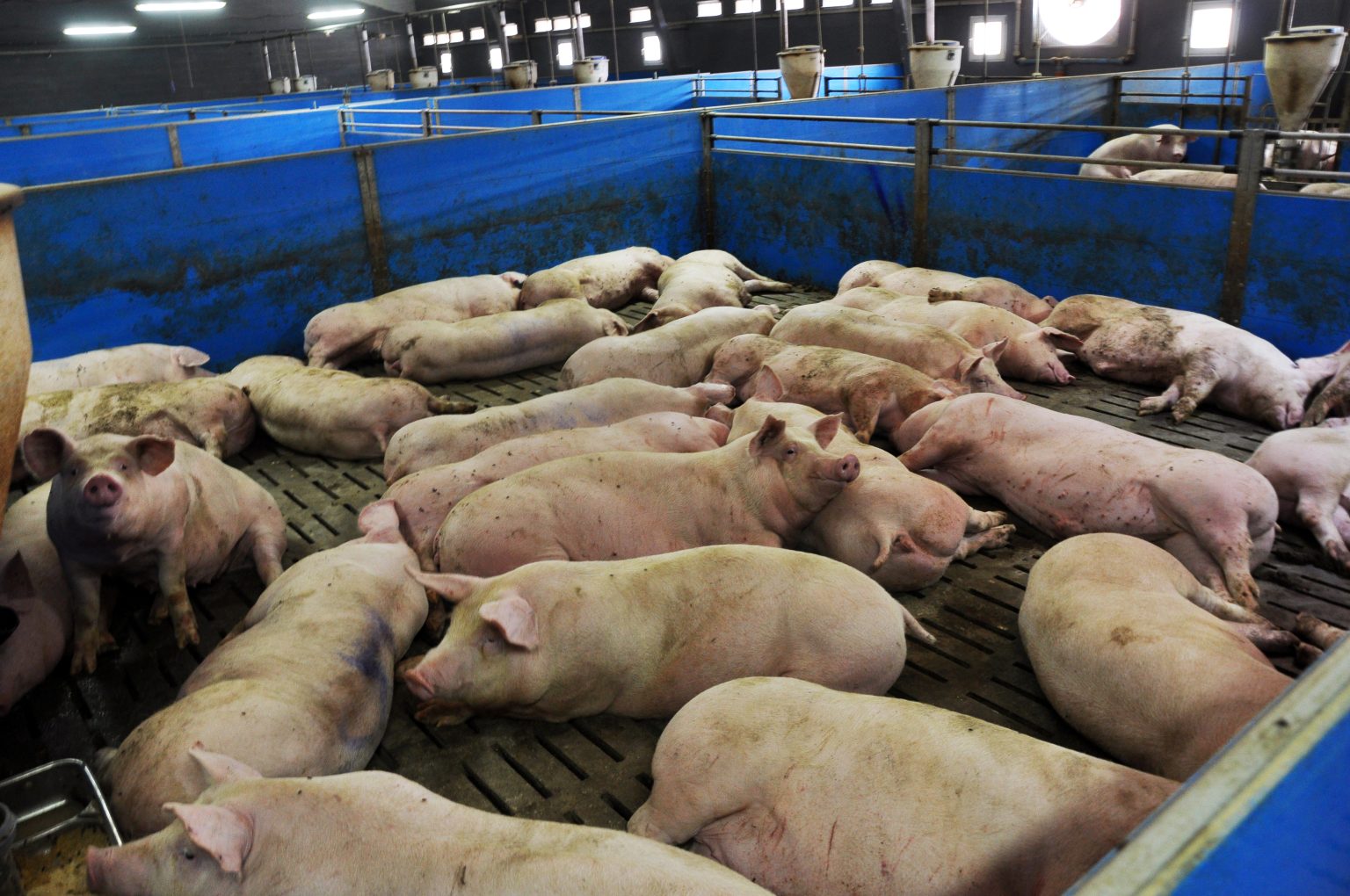 10 Essential Pig Housing Design Tips for Maximum Farm Success ...