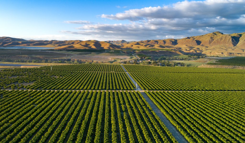 10 Facts About Olive Farming Profits You Should Know - FarmstandApp