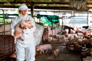 8 Essential Steps to Treat and Manage Your Sick Pig Effectively ...