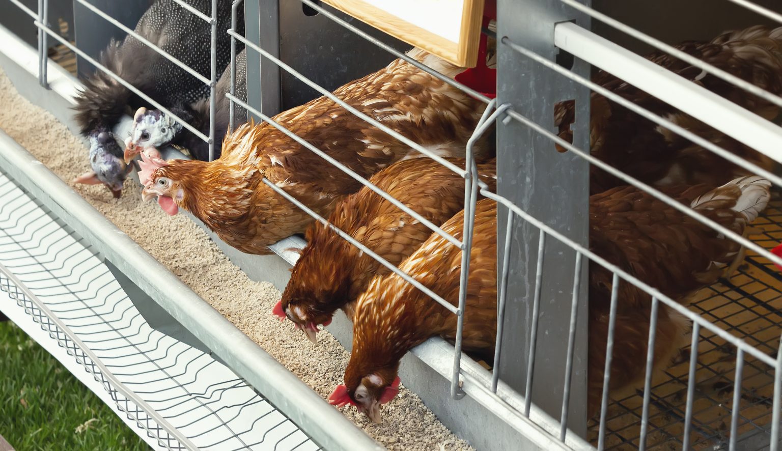 3 Common Forms of Poultry Feed: Mash, Pellets & Crumbles Guide ...