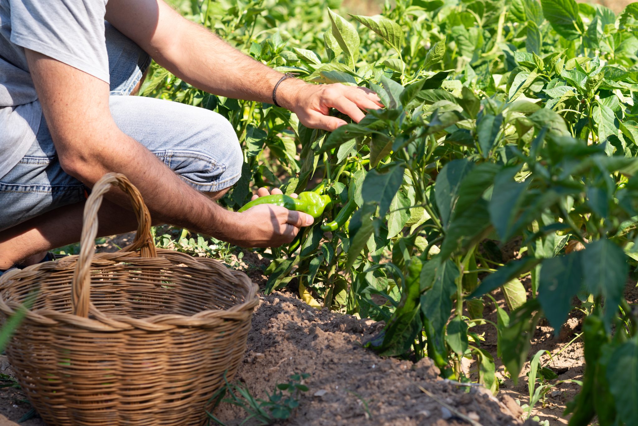 7 Reasons Why Farmers Are Making the Switch to Organic Growing ...