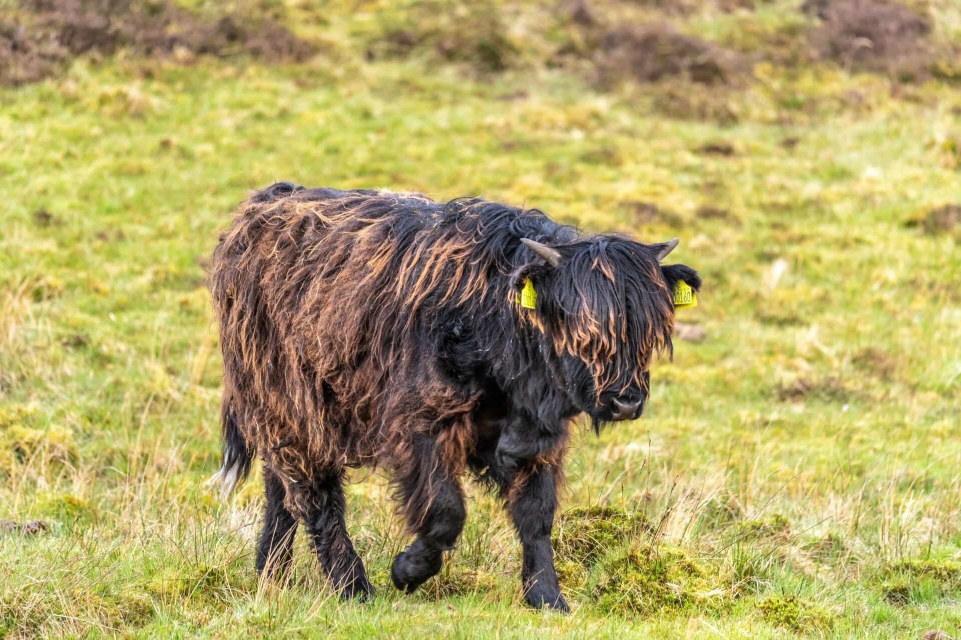 7 Crucial Facts About Keeping a Single Mini Cow: What to Know ...