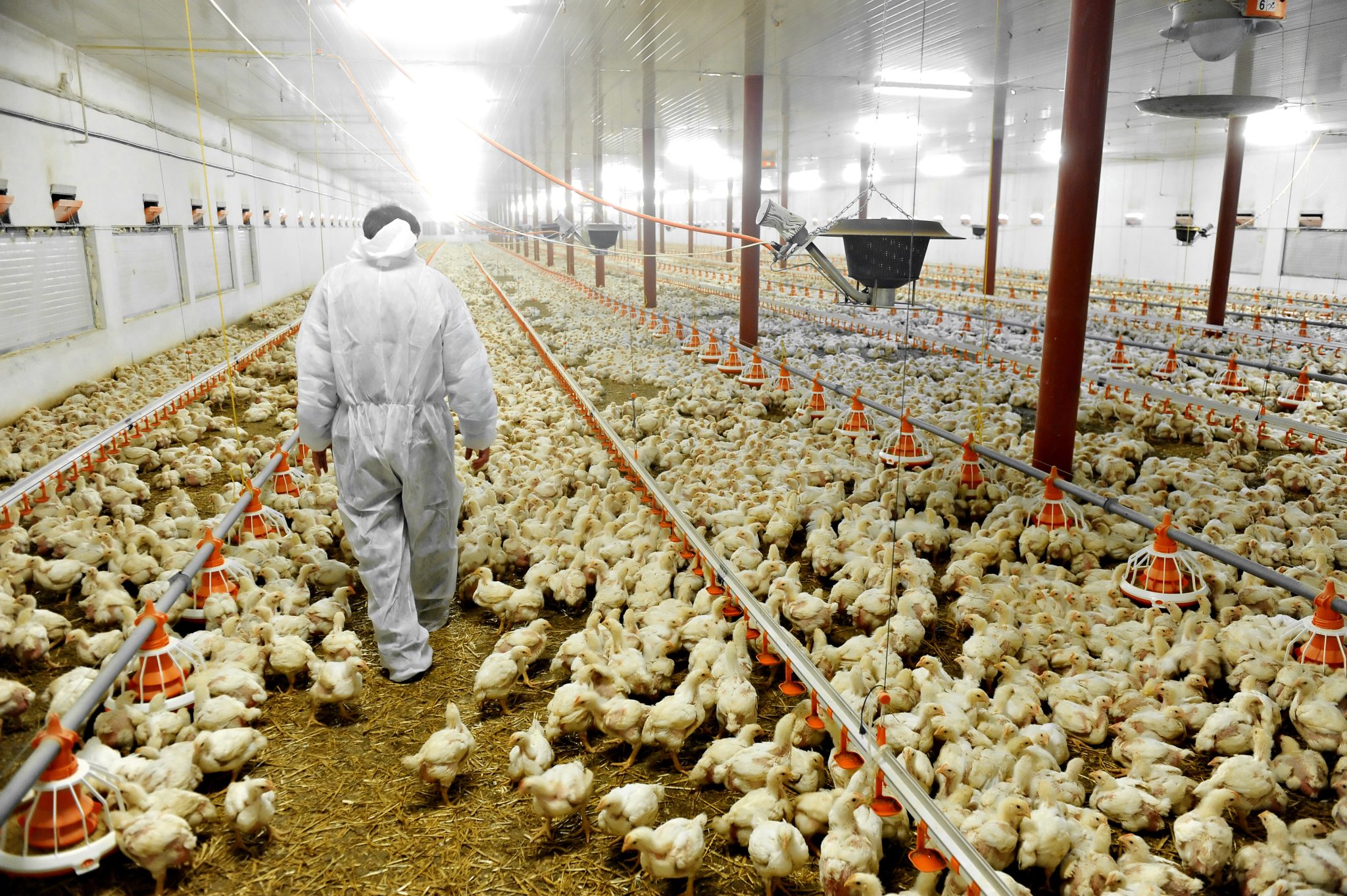 10 Proven Strategies to Boost Your Poultry Farm's Profits - FarmstandApp