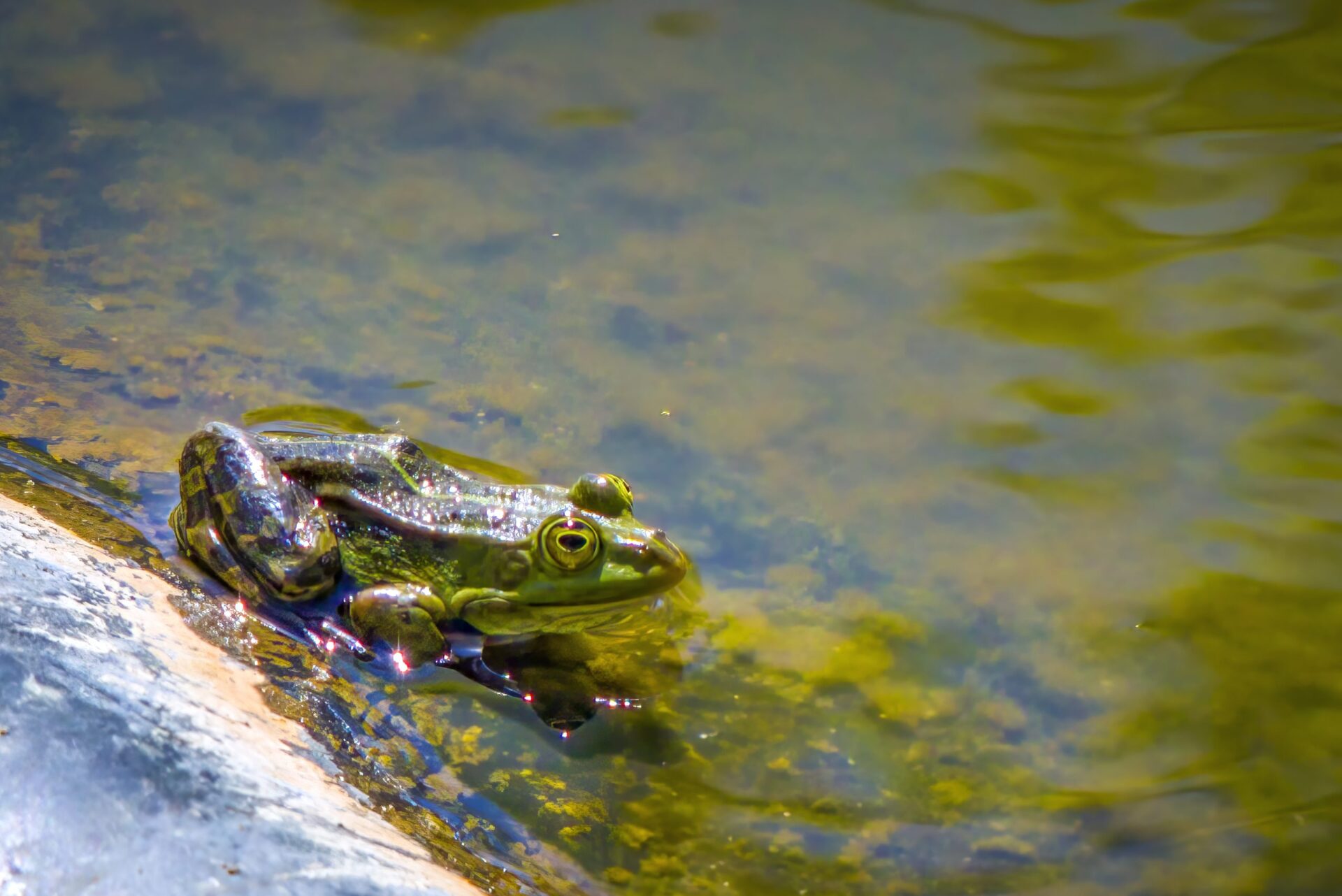 6 Essential Steps to Creating Frog Ponds in Your Yard - FarmstandApp