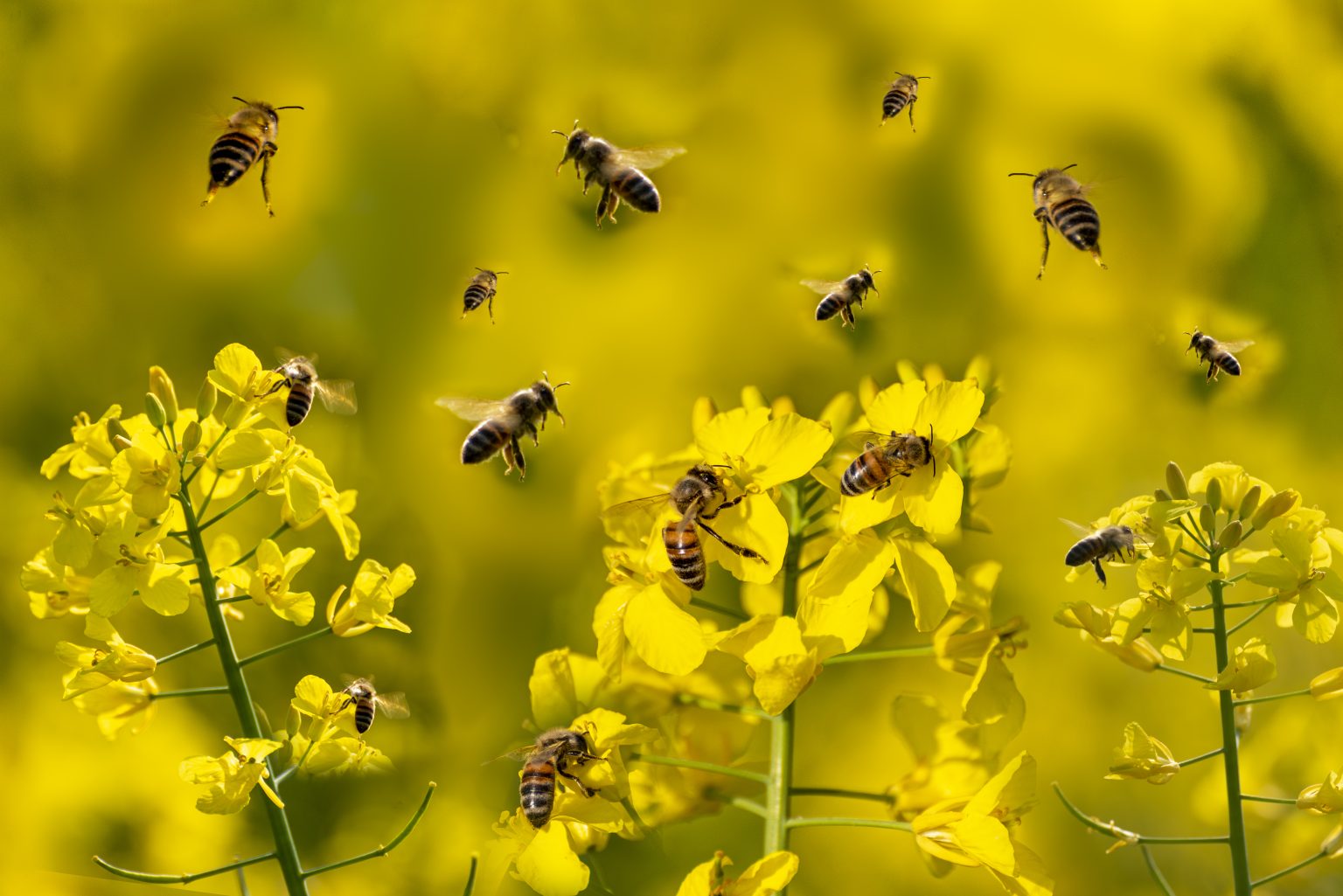 7 Expert Tips to Maximize Your Honey Production This Season - FarmstandApp