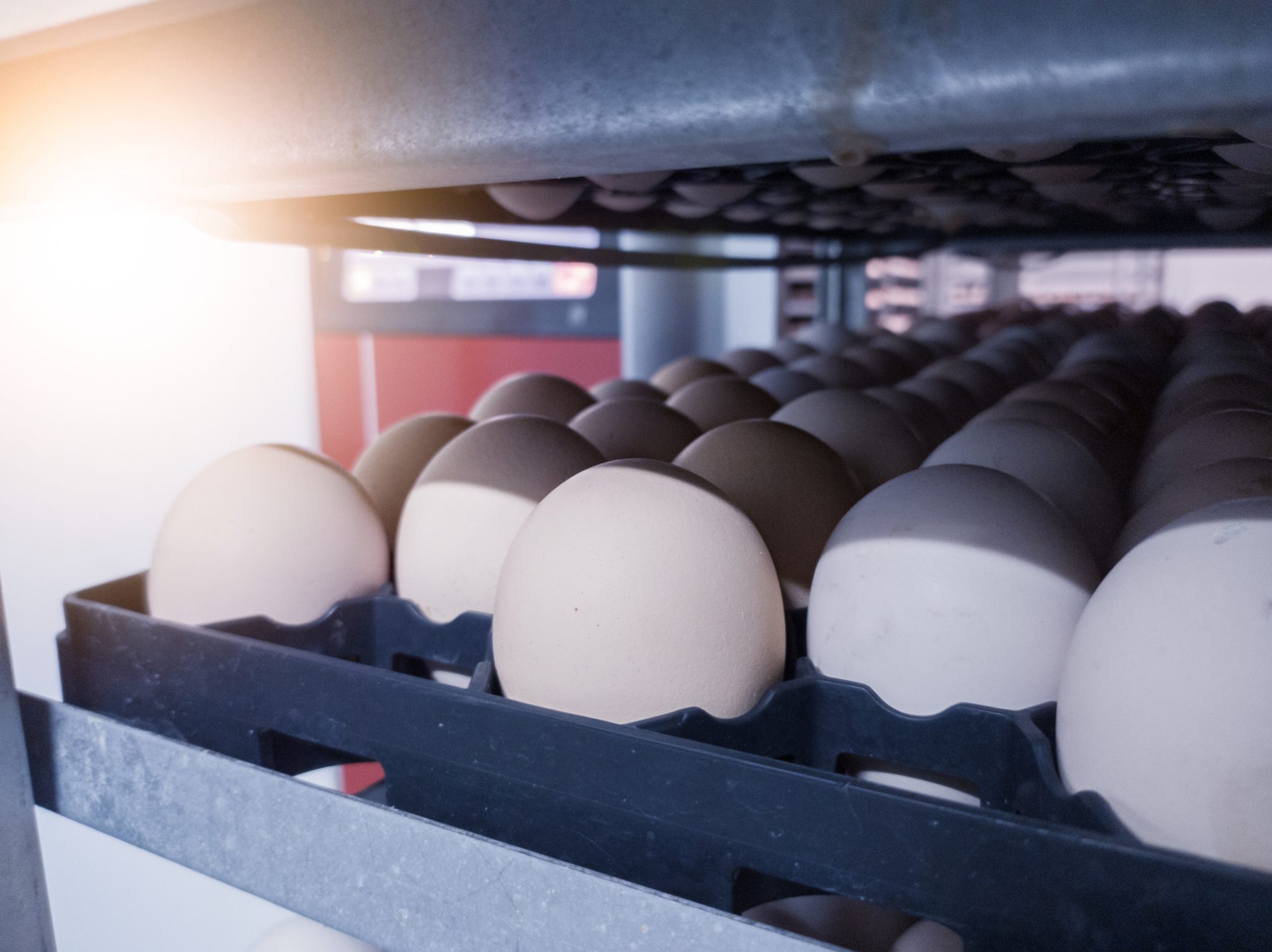 10 Best Egg Production Boosters for Maximum Laying Results - FarmstandApp