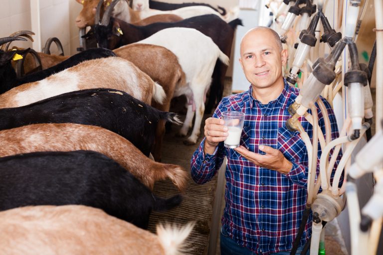 9 Proven Ways to Boost Your Goat's Milk Production Fast - FarmstandApp