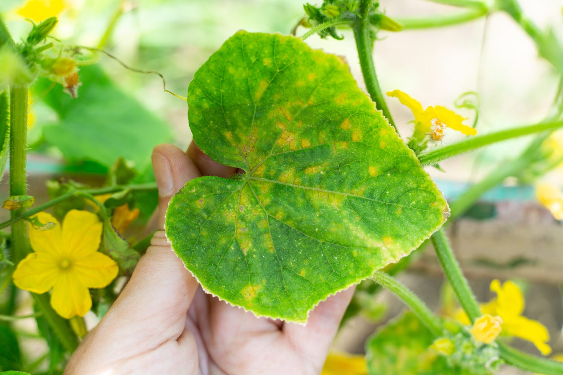 5 Common Plant Growth Problems and Their Solutions - FarmstandApp