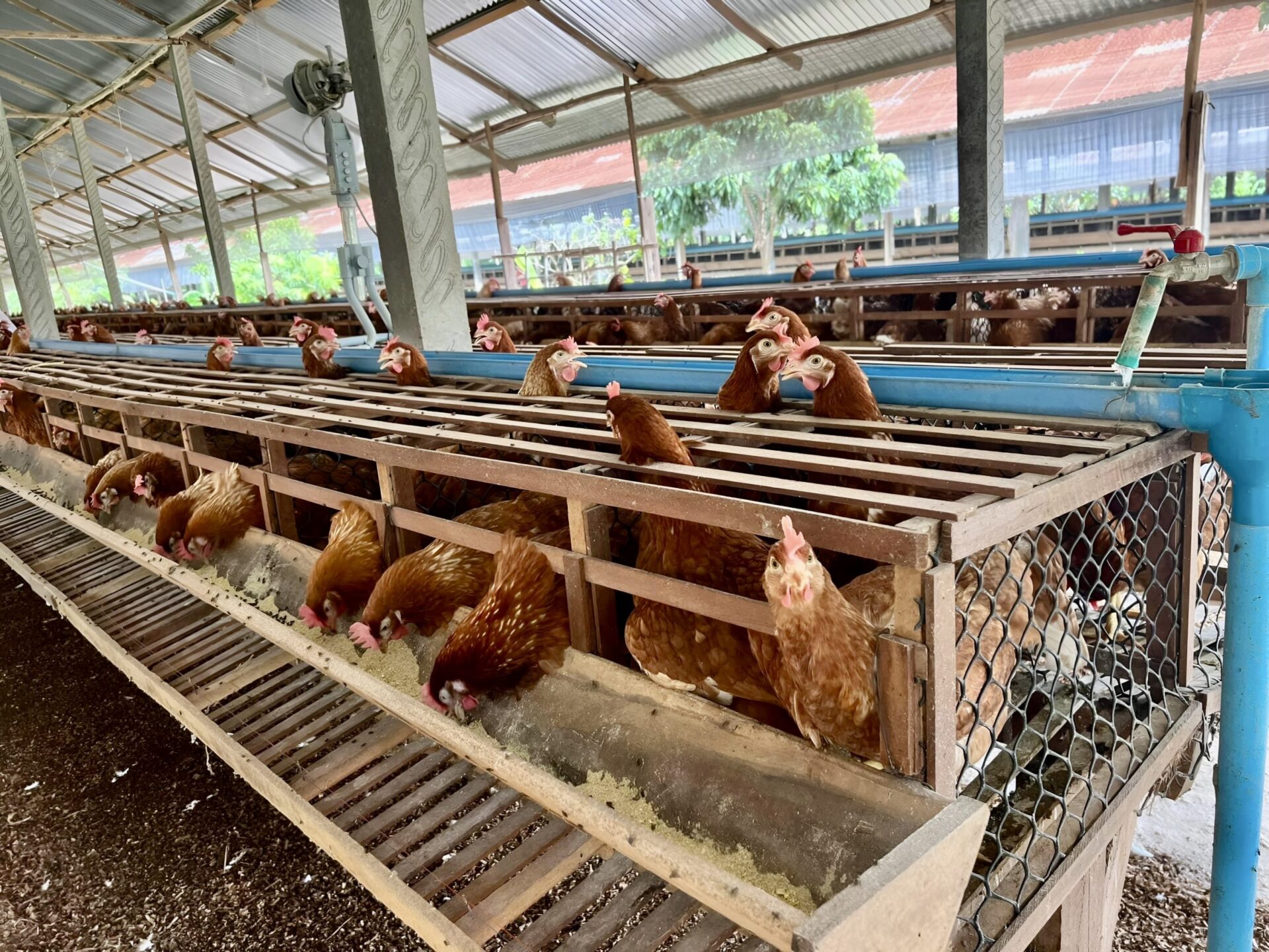 5 Most Profitable Poultry Farms: From Layers to Broilers - FarmstandApp