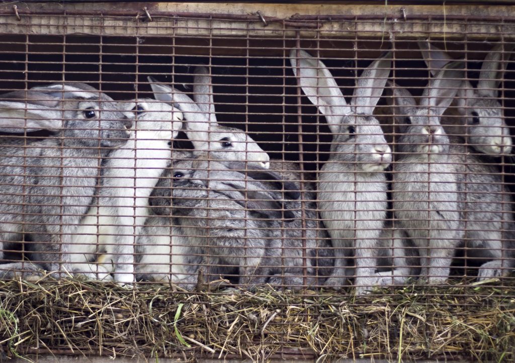 6 Effective Rabbit Containment Strategies to Know - FarmstandApp