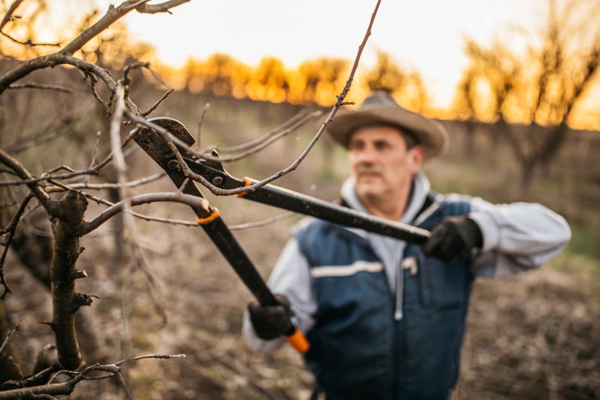7 Essential Steps to Reviving Old Orchards - FarmstandApp