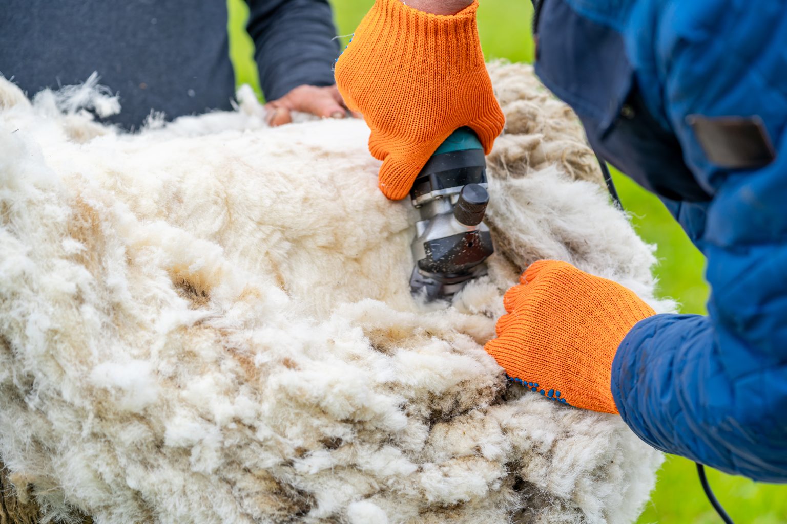 4 Tips for Managing Stress in Sheep Shearing - FarmstandApp