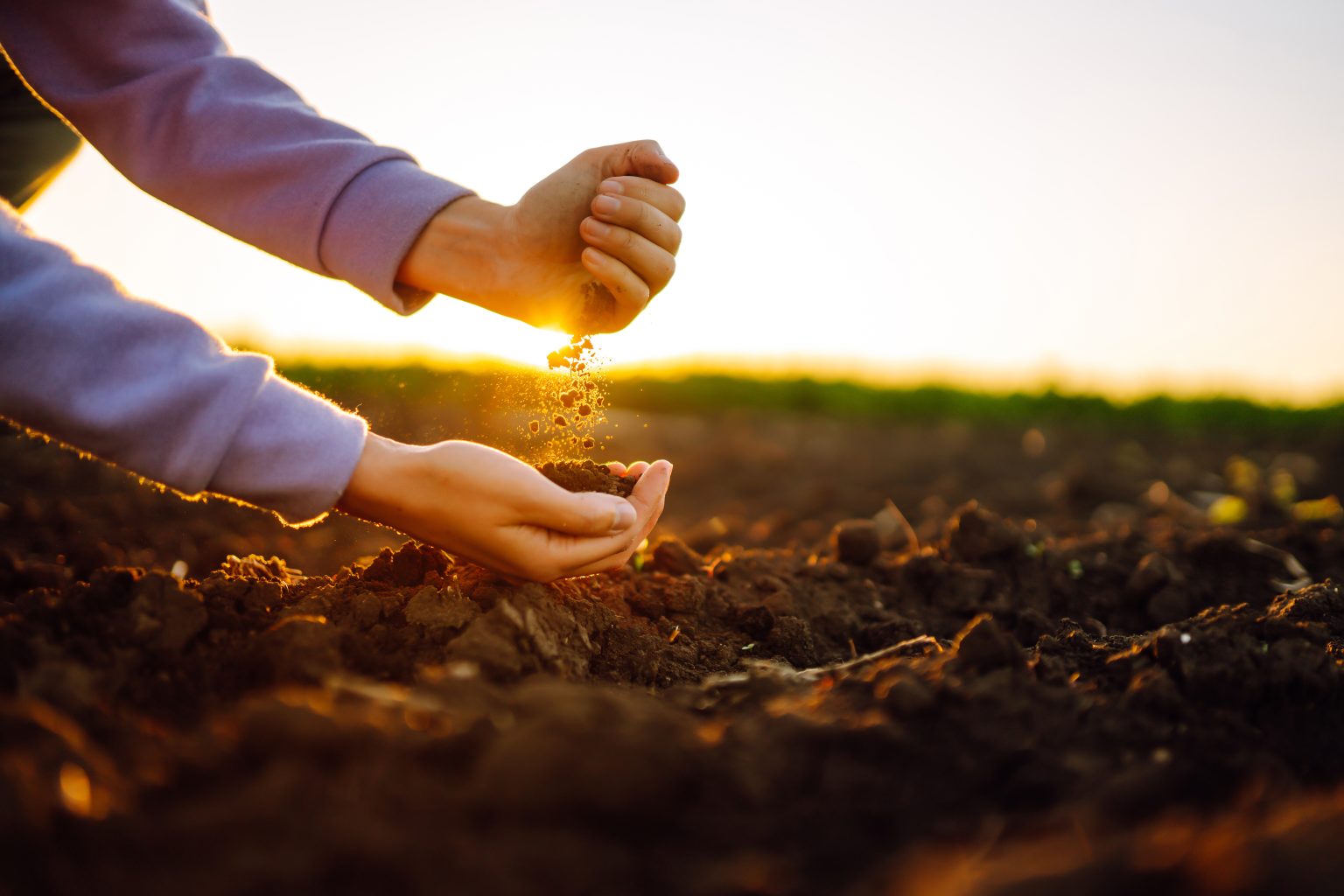 5 Common Plant Growth Problems and Their Solutions - FarmstandApp