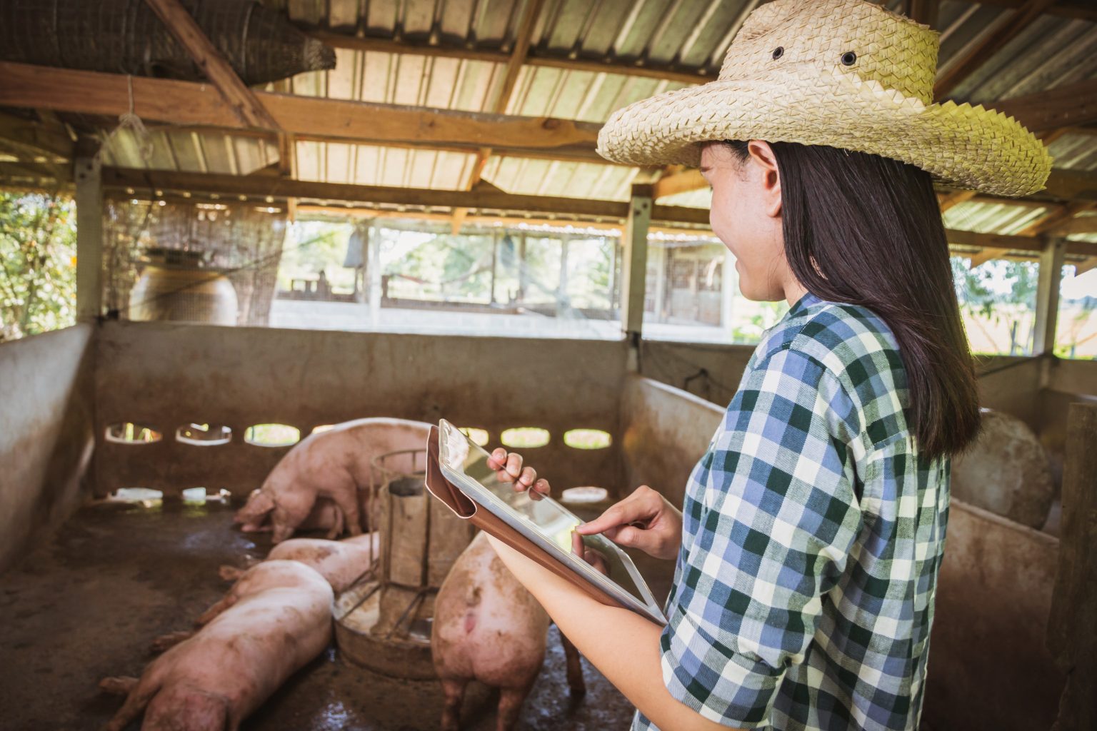 8 Essential Steps to Treat and Manage Your Sick Pig Effectively ...
