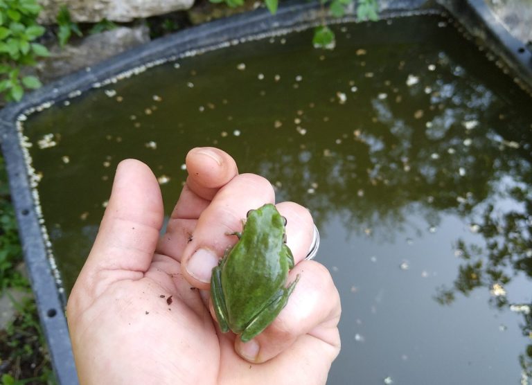 6 Essential Steps to Creating Frog Ponds in Your Yard - FarmstandApp