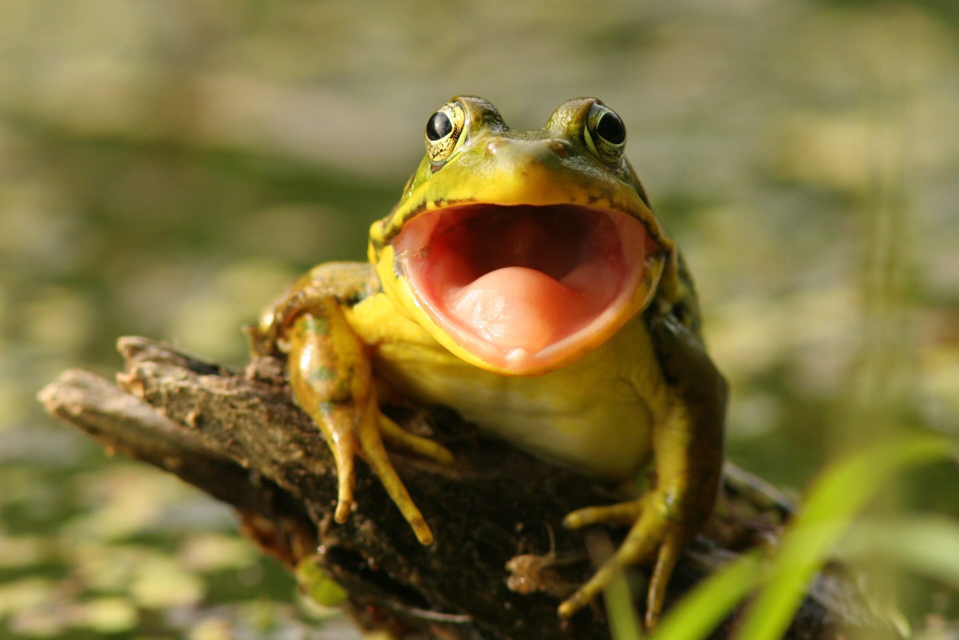 6 Essential Steps to Creating Frog Ponds in Your Yard - FarmstandApp