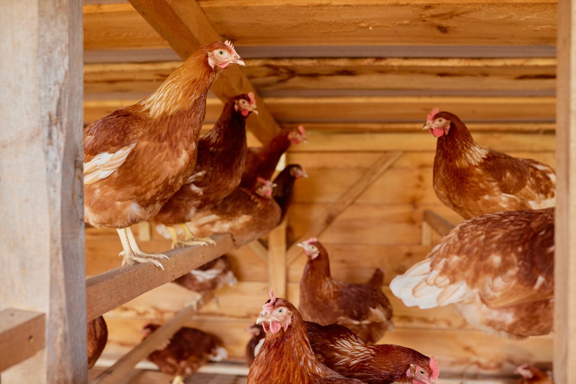 7 Essential Poultry Housing Requirements for Healthy Birds - FarmstandApp