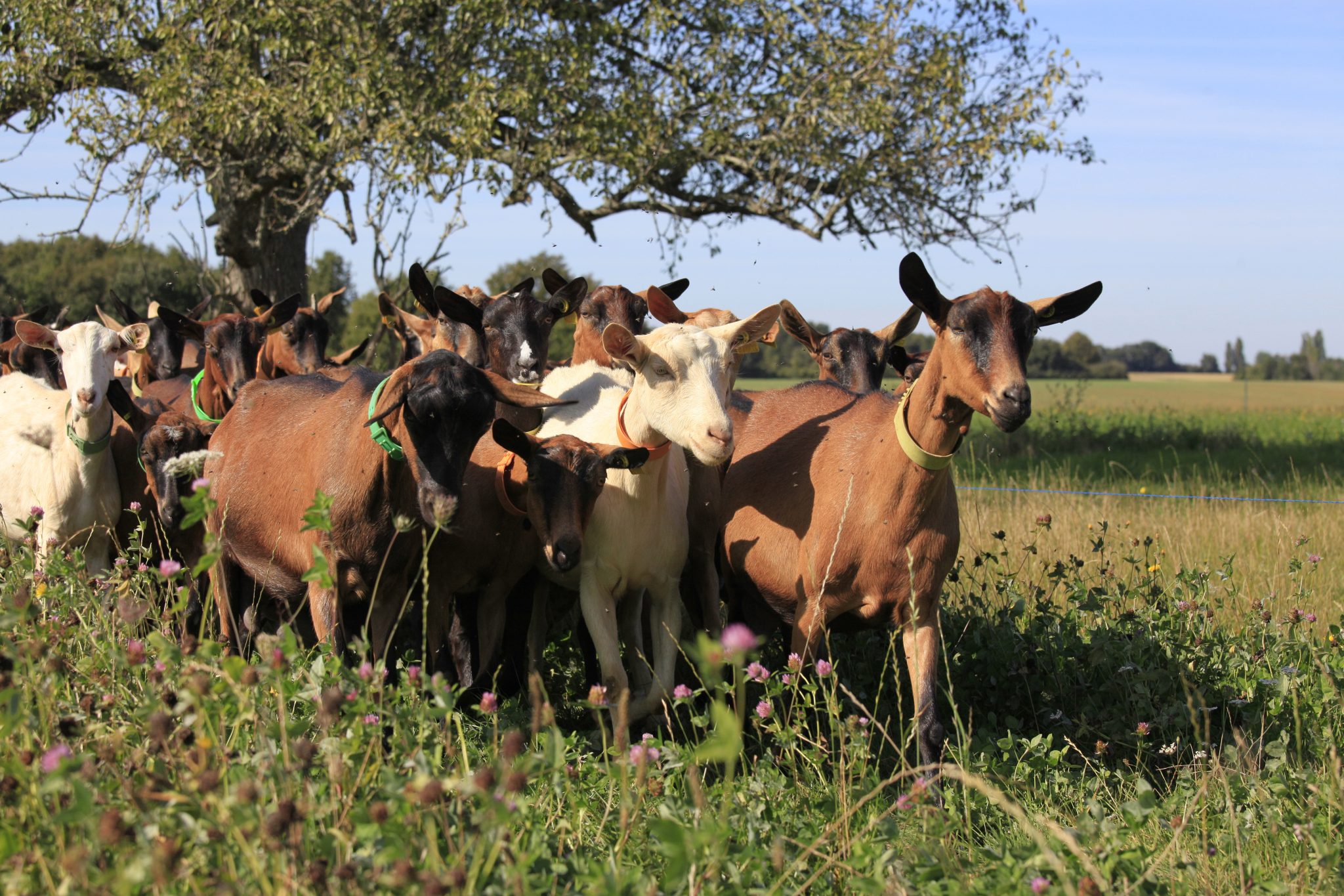 10 Essential Management Practices for Raising Healthy Goats - FarmstandApp