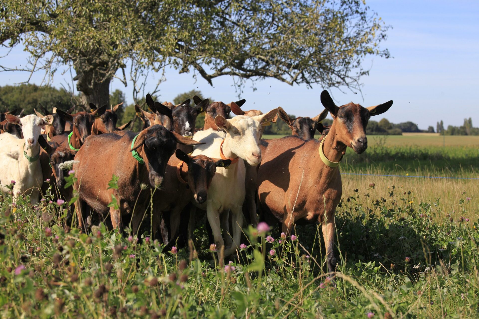 10 Essential Management Practices for Raising Healthy Goats - FarmstandApp