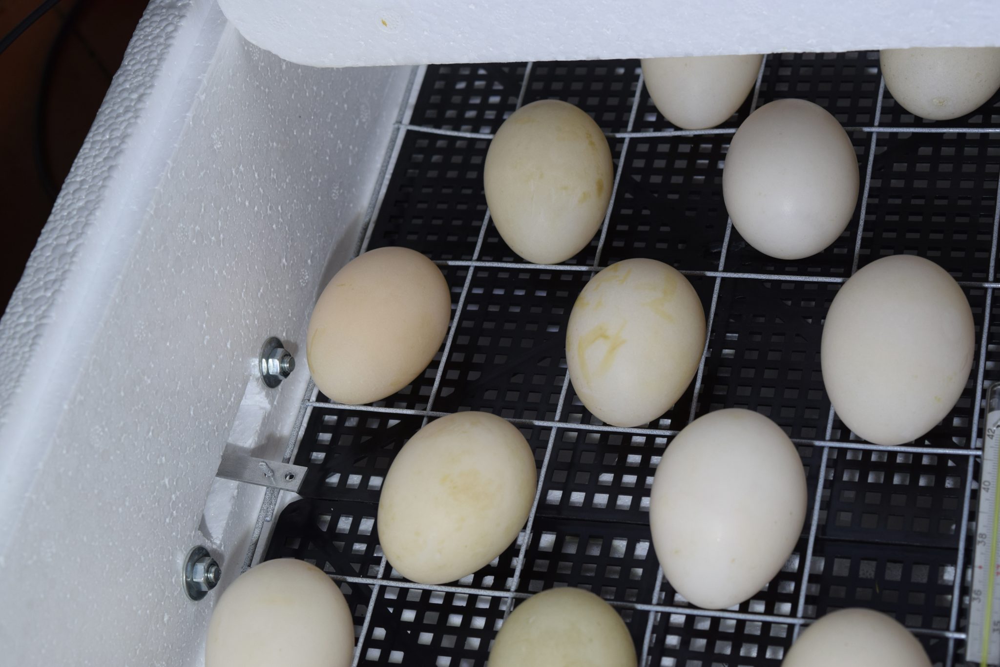 5 Essential Duck Egg Incubation Tips for Success - FarmstandApp