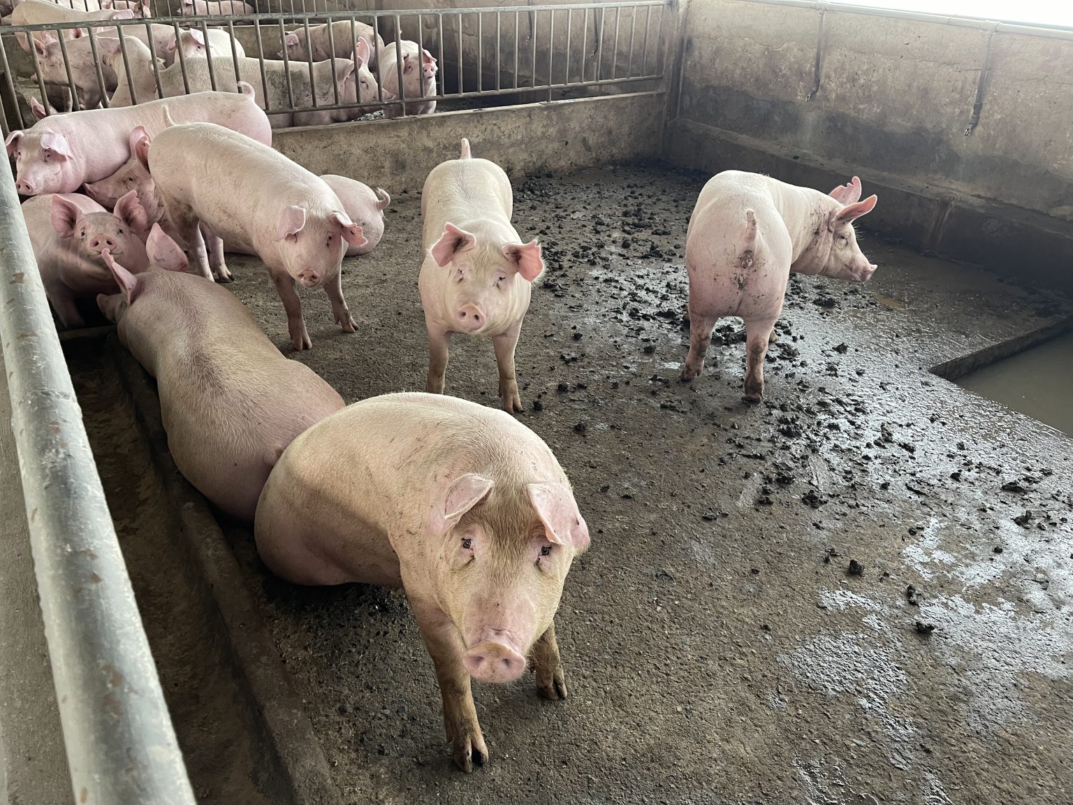 6 to 12 Pigs: The Perfect Number to Start Your Small Farm Today ...