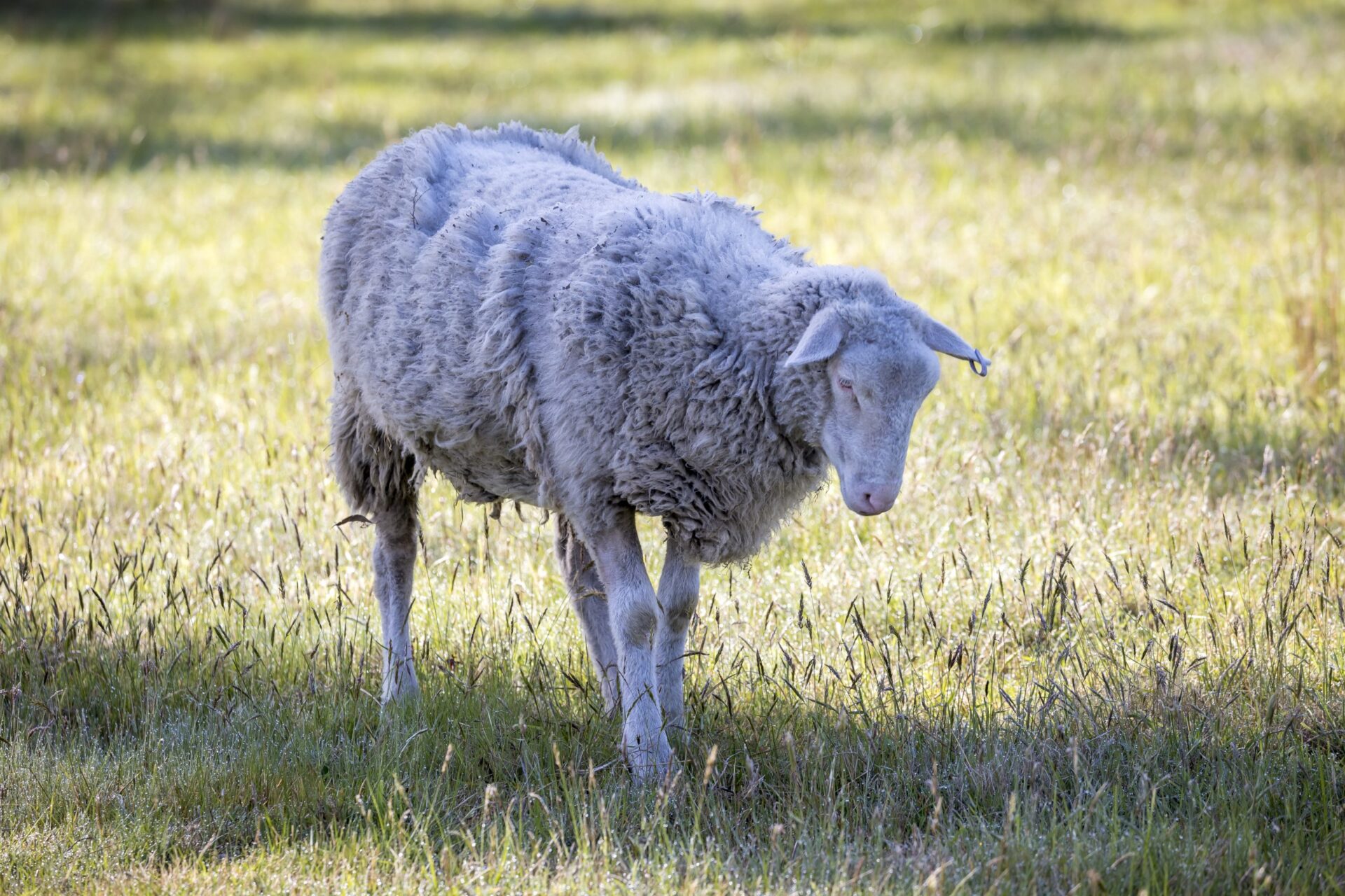 5 Key Strategies for Effective Sheep Parasites Treatment - FarmstandApp