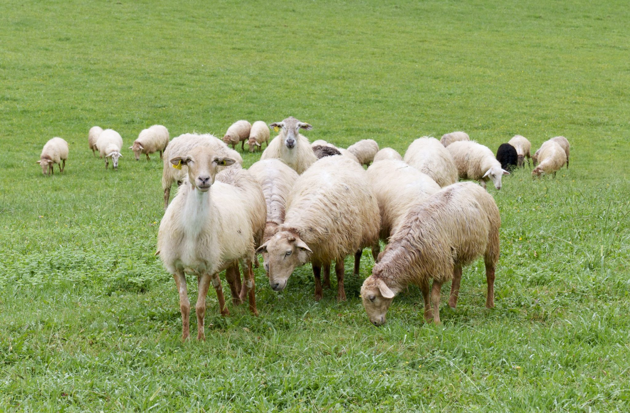 7 Essential Sheep Management Practices Every Farmer Must Know ...