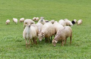 7 Essential Sheep Management Practices Every Farmer Must Know ...