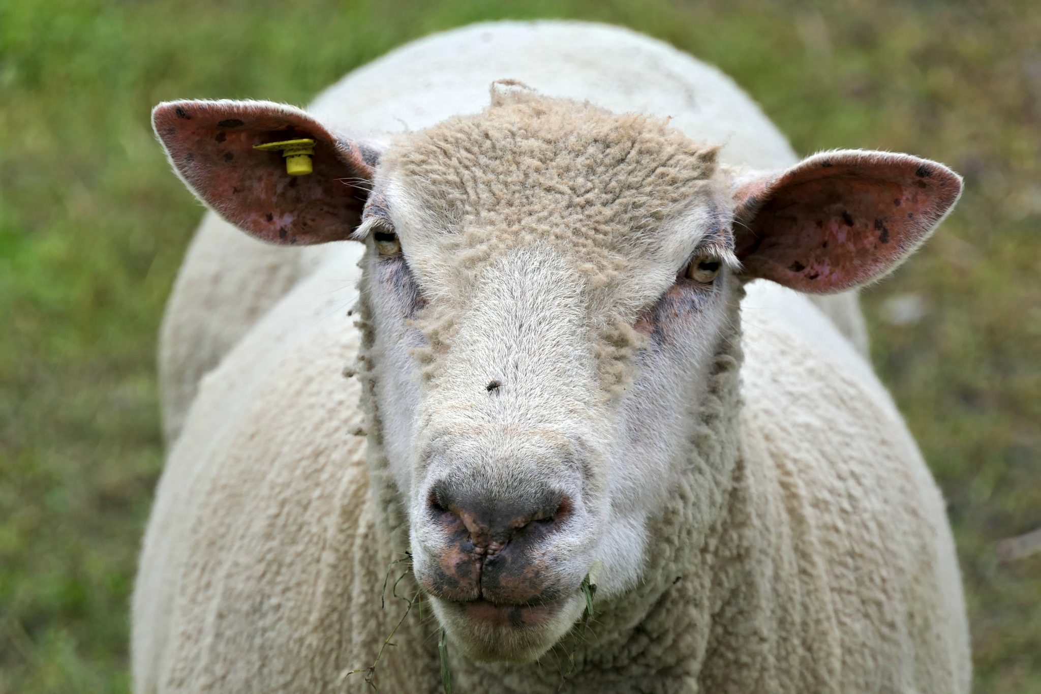 5 Key Strategies for Effective Sheep Parasites Treatment - FarmstandApp