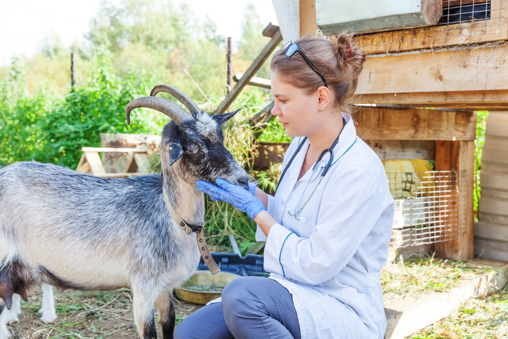5 Common Goat Milking Problems and Solutions - FarmstandApp