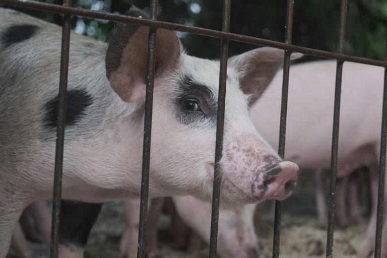 8 Essential Pig House Sizes: Square Footage Guide for Every Farm ...