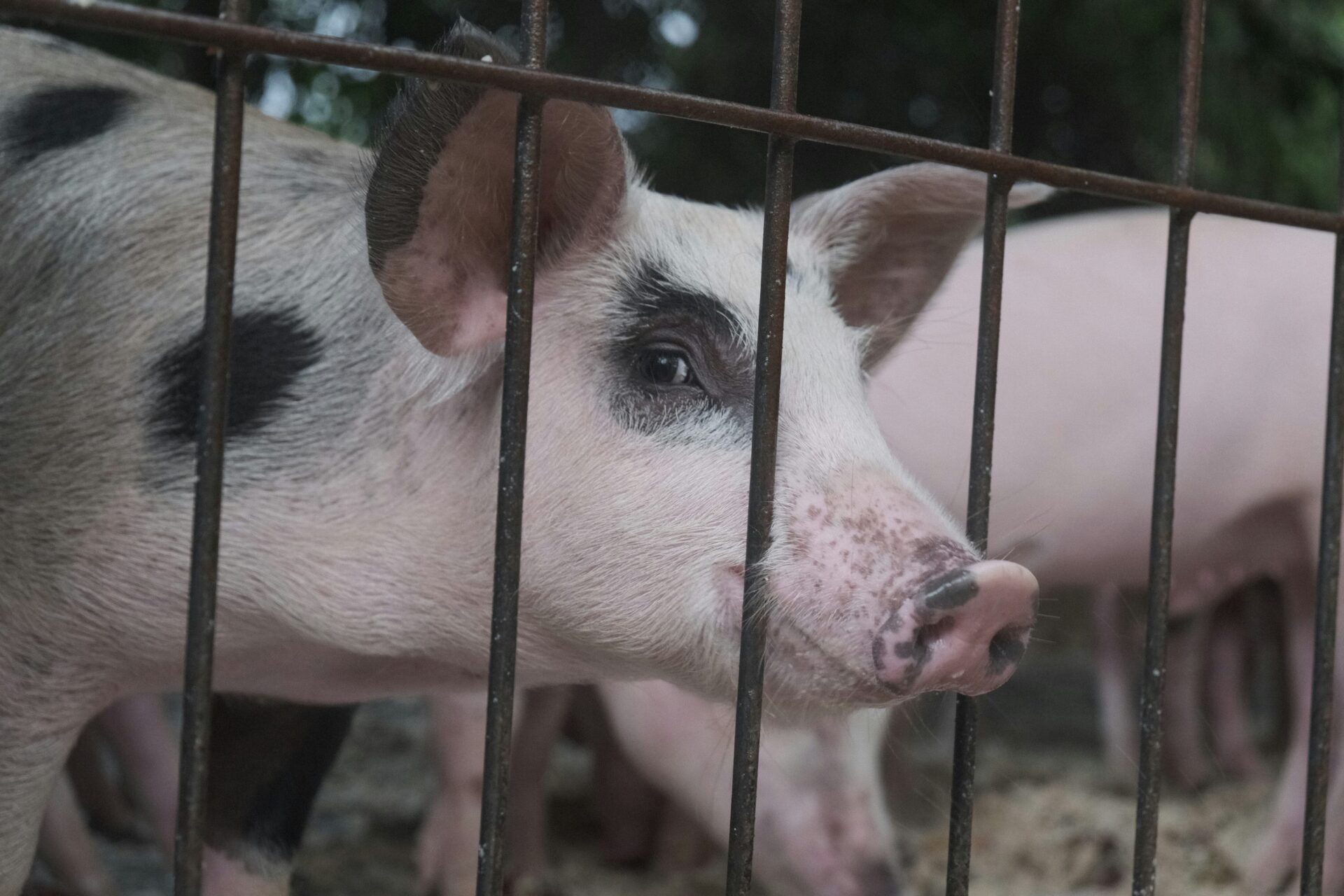 8 Essential Pig House Sizes: Square Footage Guide for Every Farm ...