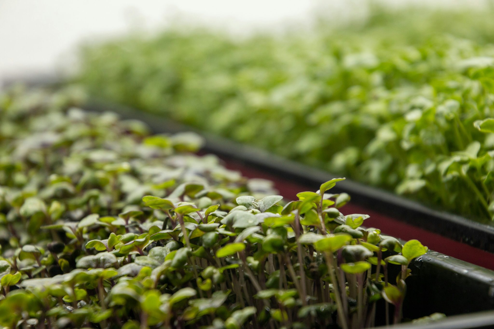 11 Game-Changing Ways to Grow Food Without Traditional Soil - FarmstandApp